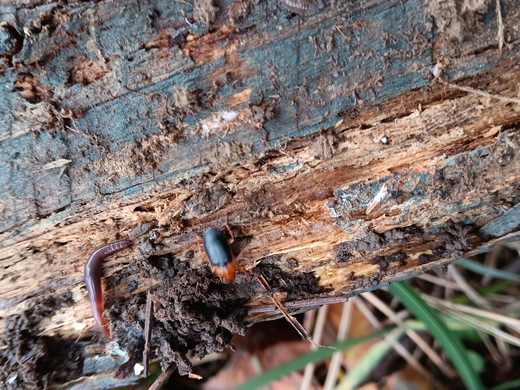 Red-headed Ground Beetle from Hanover, NY, USA on November 24, 2023 at ...