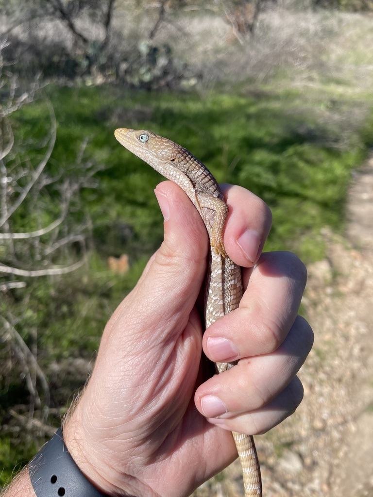 Texas Alligator Lizard in November 2023 by Drew R. Davis, Ph.D ...