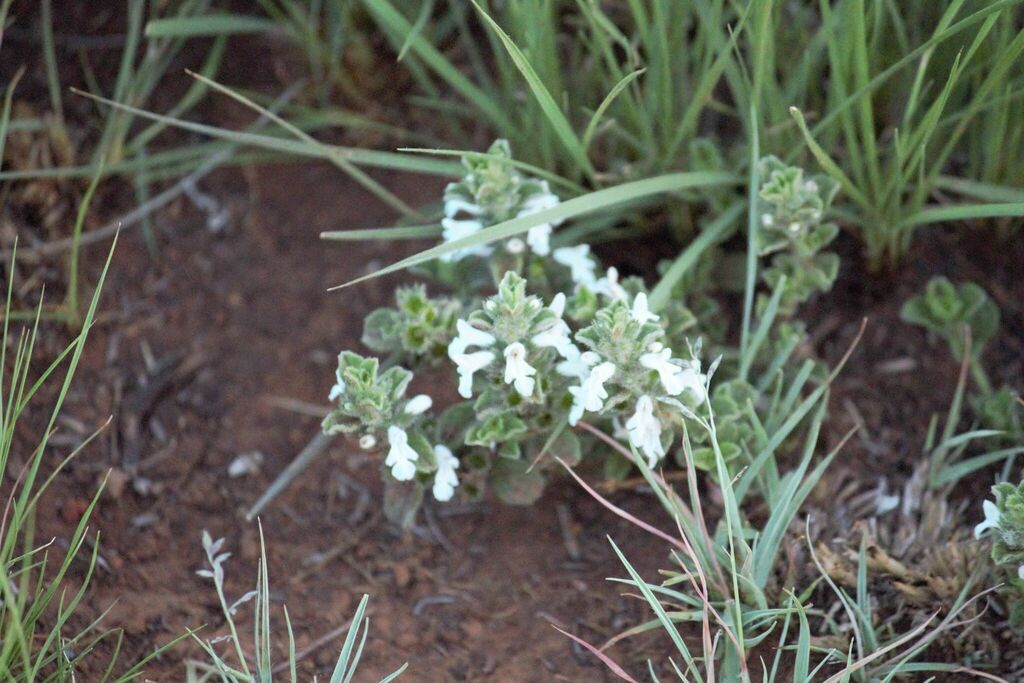 Bugle Plant from Carletonville, 2499, South Africa on November 24, 2023 ...