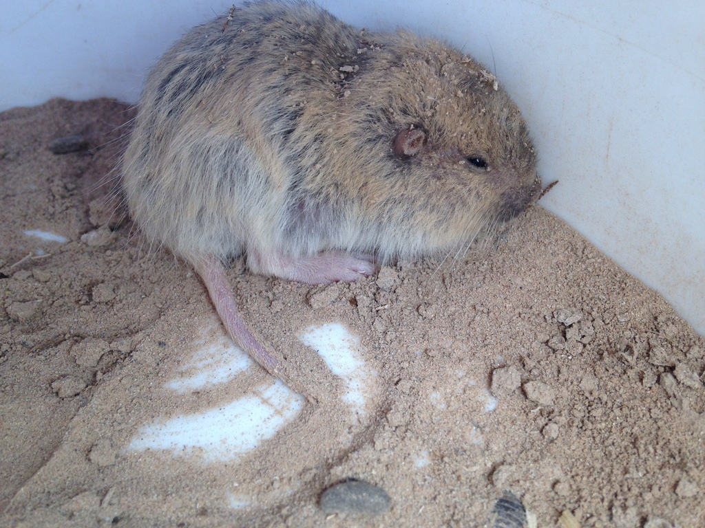 Botta's Pocket Gopher from Mexicali, Mexicali, BC , MX on March 29 ...