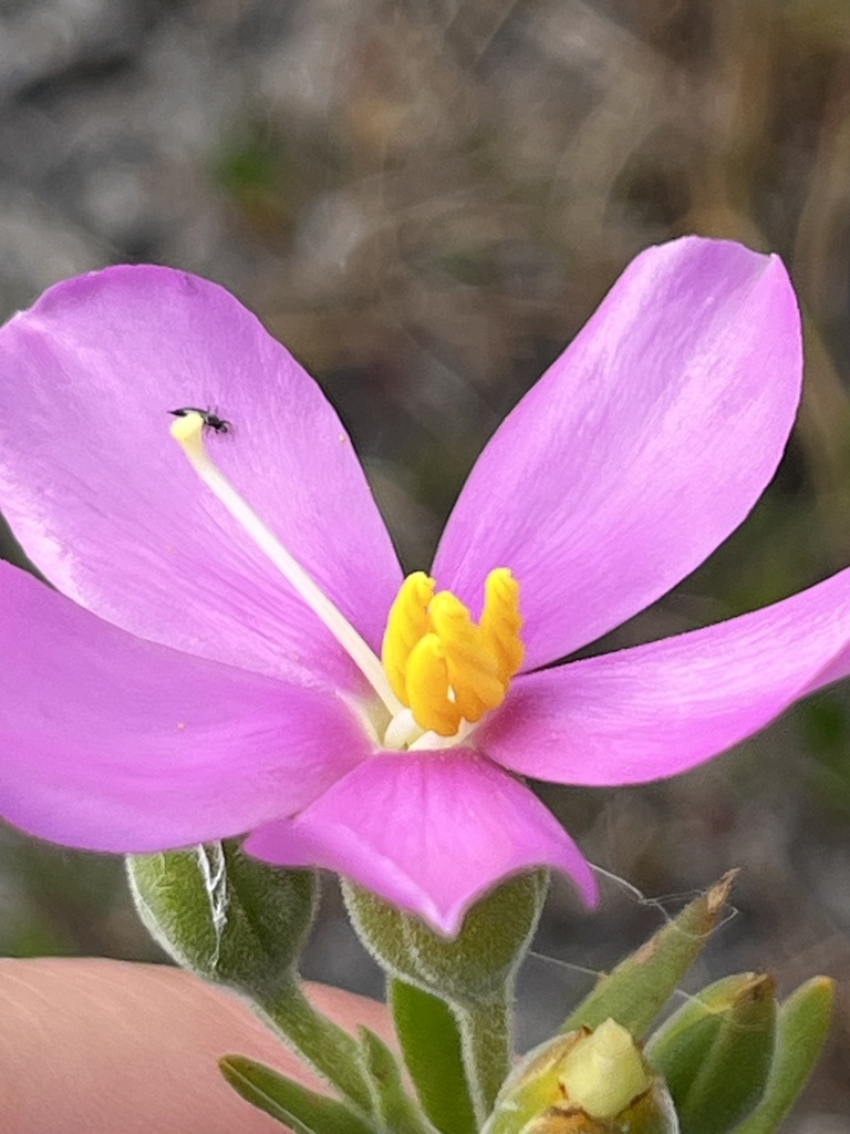 Sea Rose from Agulhas National Park, Greater Hermanus, WC, ZA on ...