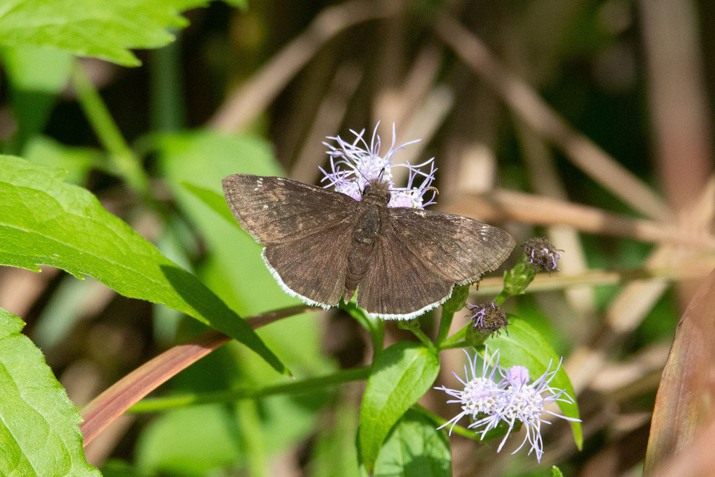 Funereal Duskywing in November 2023 by Shannon @DirtNKids · iNaturalist