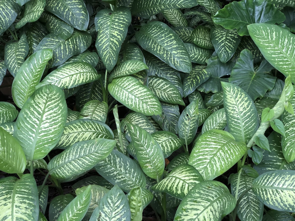 tuftroot from Huahine Nui, French Polynesia, PF on November 21, 2023 at ...