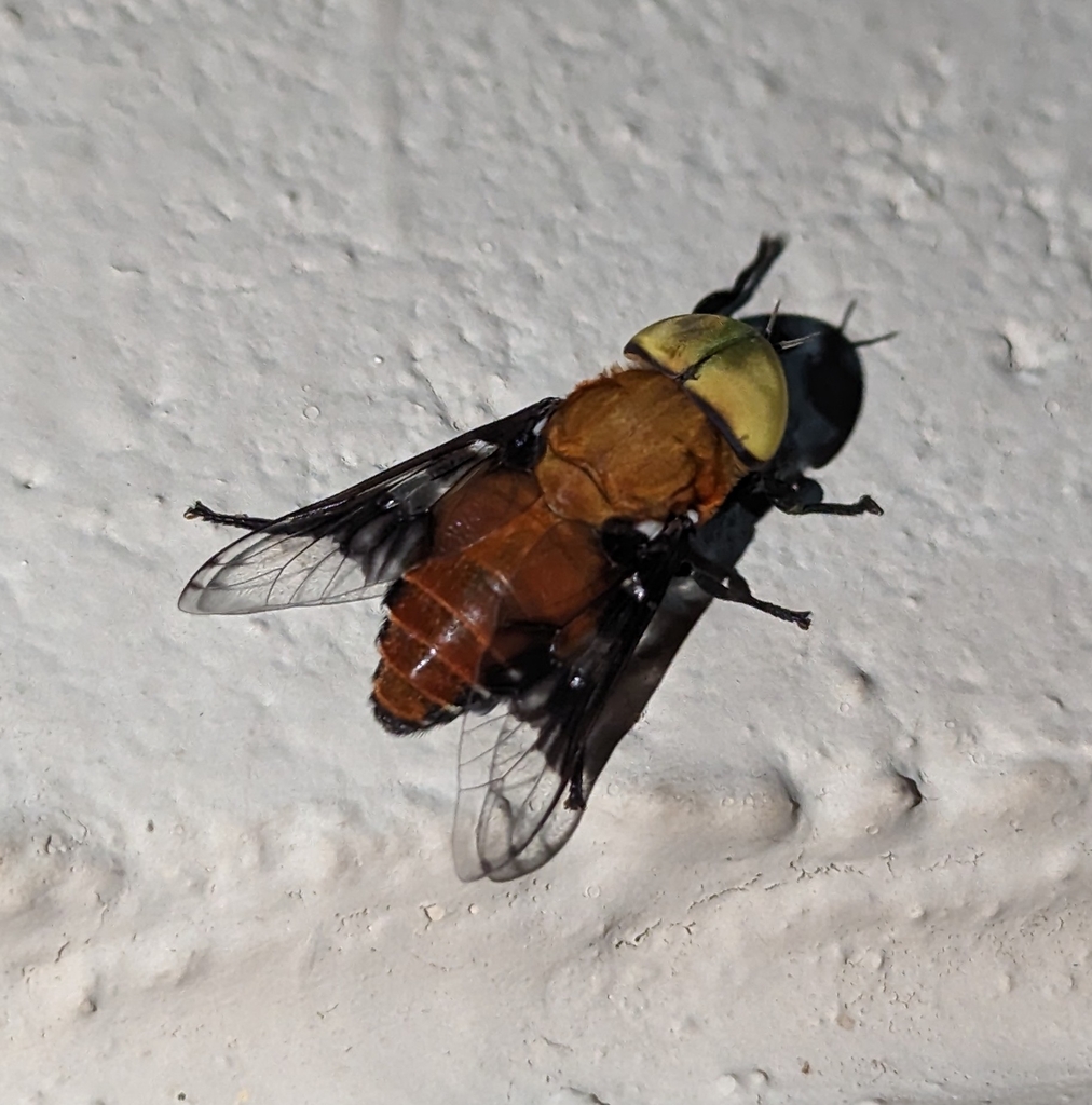 African Horsefly from 664J+3J2, Kasane, Botswana on November 24, 2023 ...