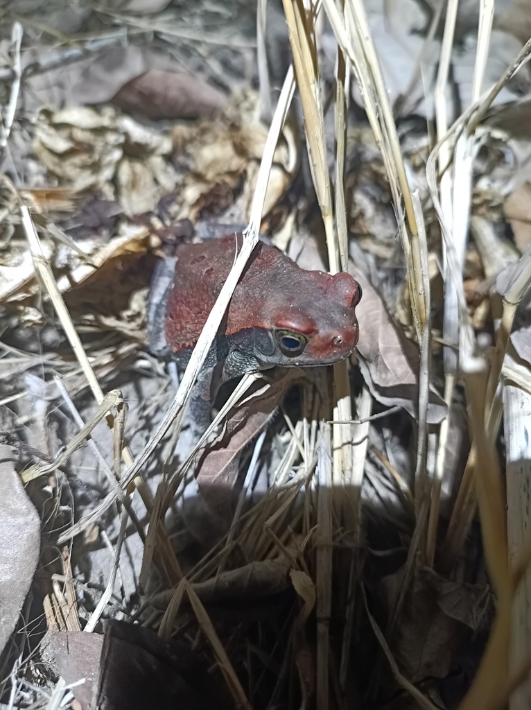 African Red Toad from Katima Muliro Urban, NA-CA, NA on November 24 ...