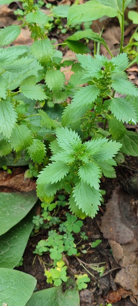 Dwarf Nettle from Pomasqui, Quito, Ecuador on November 24, 2023 at 10: ...