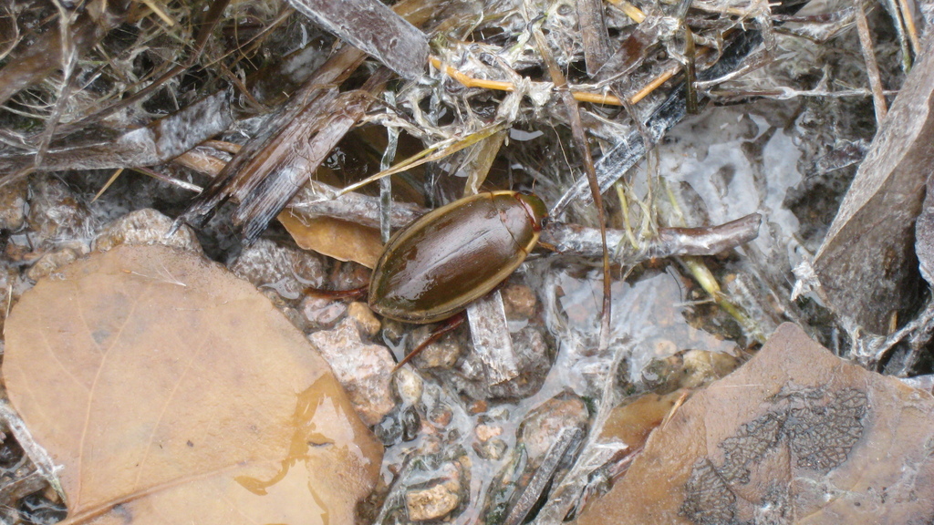 Cybister explanatus from Lincoln County, NV, USA on December 4, 2008 at ...
