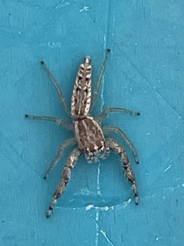 Hentzia chekika in November 2023 by larvalfishguy · iNaturalist