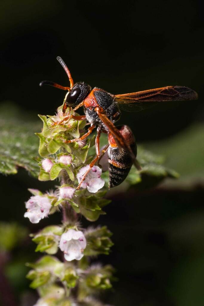 Red-marked Pachodynerus Wasp from St. Roch, New Orleans, LA, USA on ...