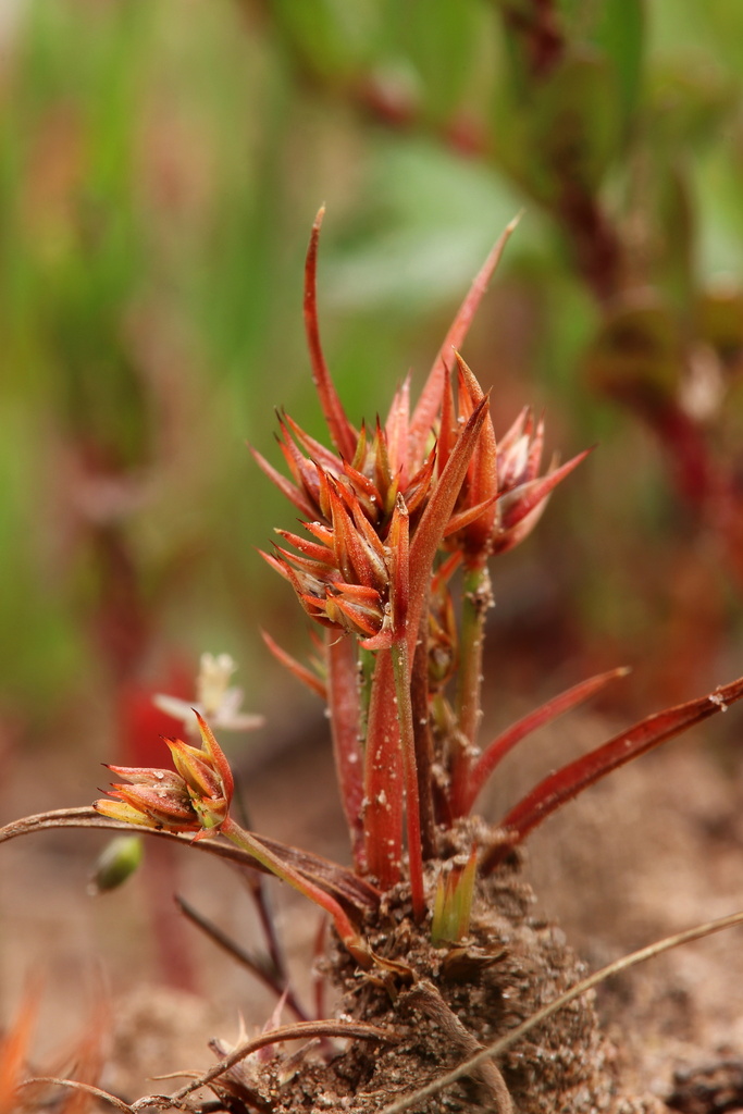 dwarf rush from Provincie Lecce, Itálie on April 16, 2022 at 12:54 PM ...