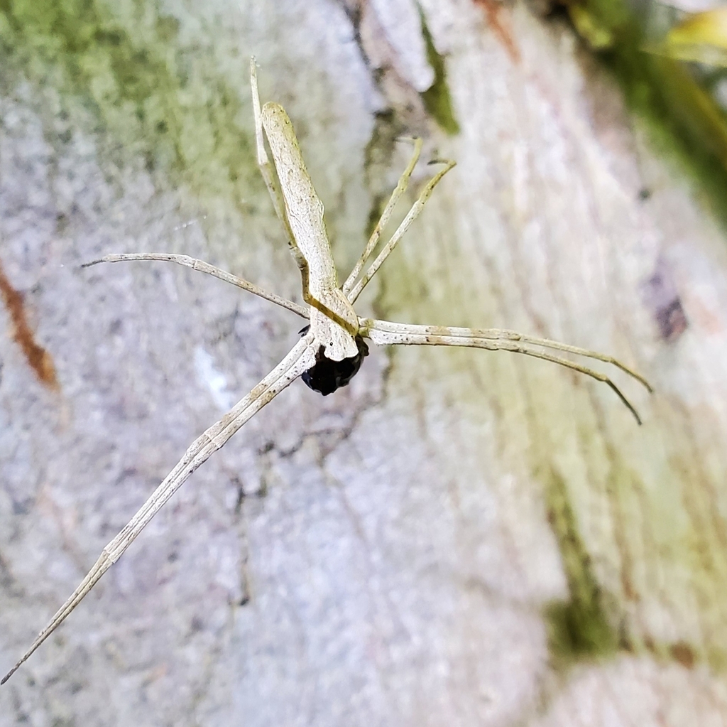 Rufous Net-casting Spider from Springfield Lakes QLD 4300, Australia on ...