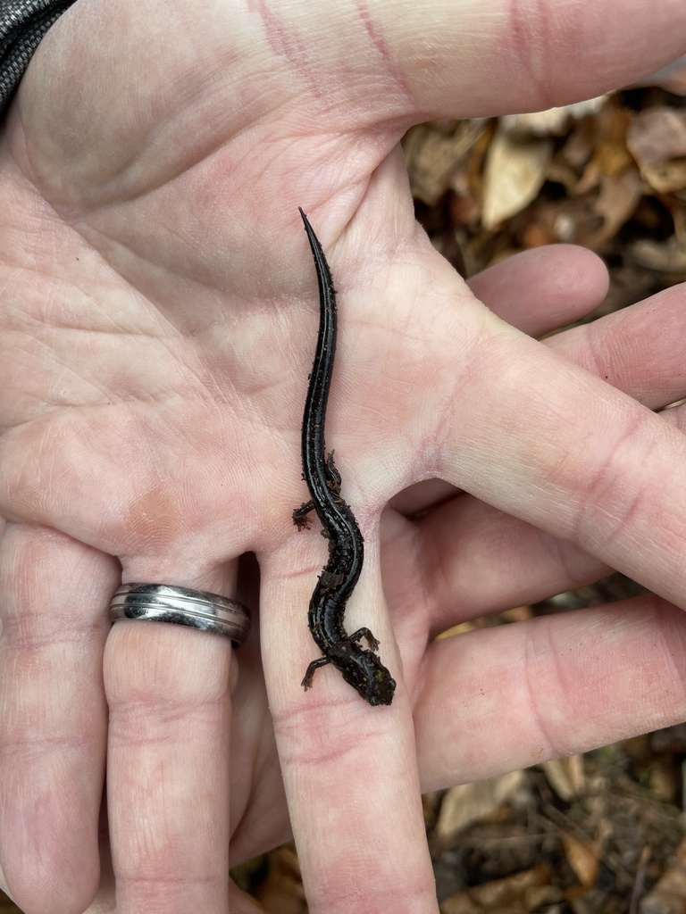 Northern Gray-cheeked Salamander from Pruitt Rd, Sparta, NC, US on ...