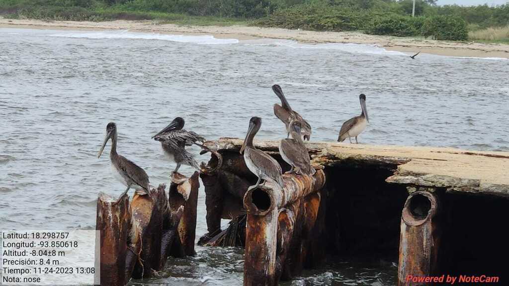 Brown Pelican from 86460 Coronel Andrés Sánchez Magallanes, Tab ...