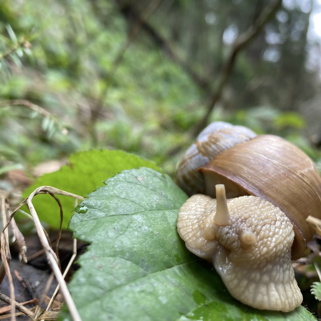 Helix lutescens from Sulinar, Braşov, Braşov, RO on April 30, 2022 at ...