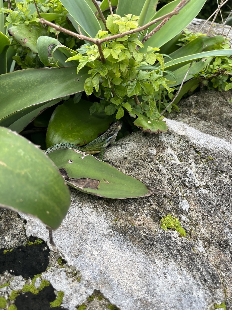 Barbuda Bank tree anole from National Museum of Bermuda, BM on November ...