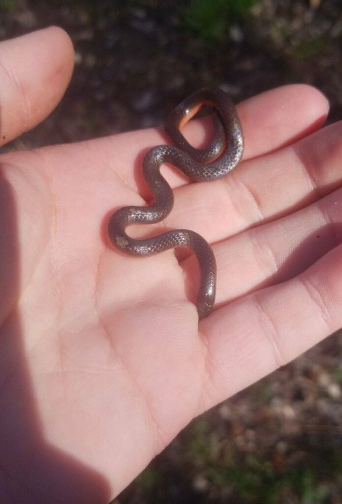 Eastern Worm Snake from Hanover County, VA, USA on April 1, 2019 by ...