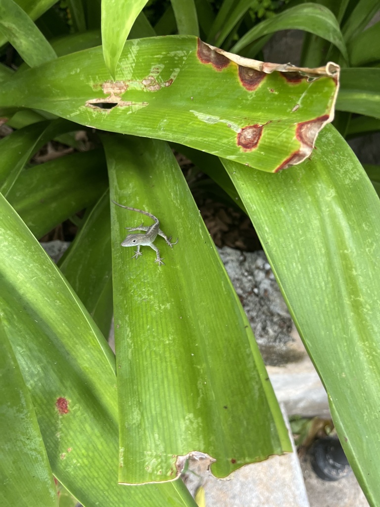 Graham's Anole from National Museum of Bermuda, BM on November 24, 2023 ...
