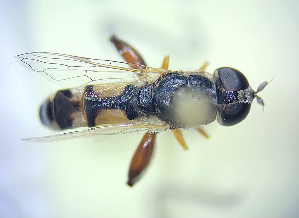 Peg-legged Compost Fly from Midland, TX 79703, USA on November 24, 2023 ...