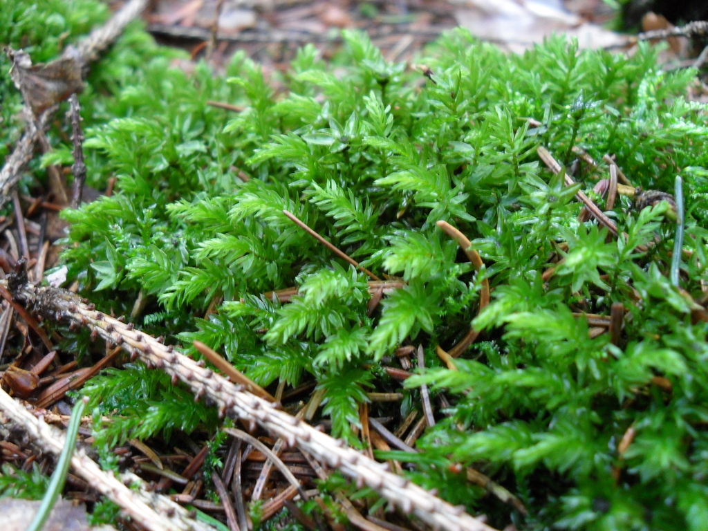 Horn Calcareous Moss from Auhagen, Deutschland on September 15, 2015 at ...
