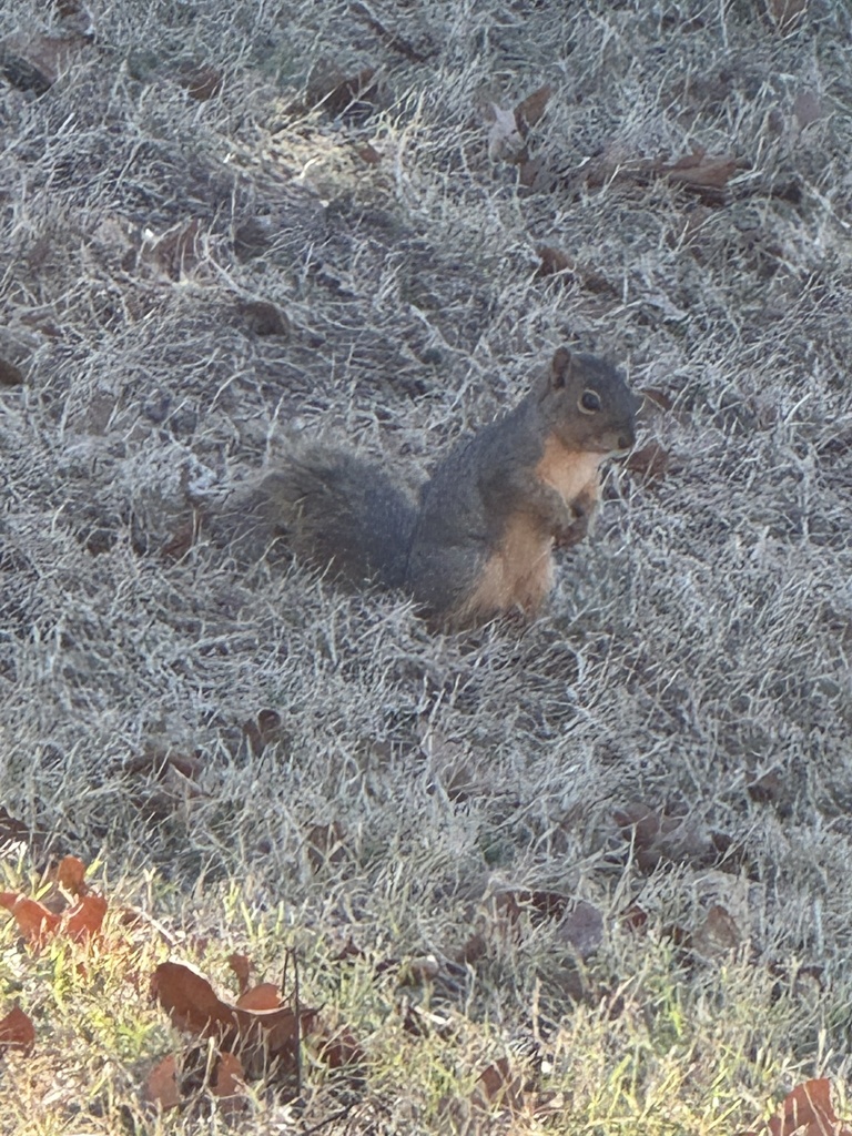 Fox Squirrel from Deerwood Trail, Midwest City, OK, US on November 24 ...