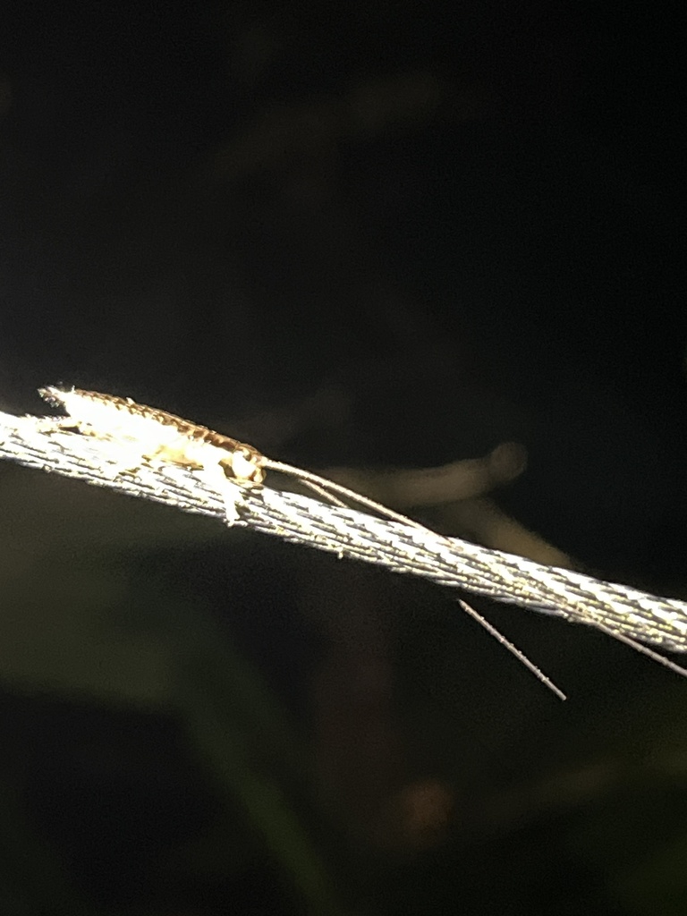 Winged and Once-winged Insects from Norfolk Island on November 24, 2023 ...