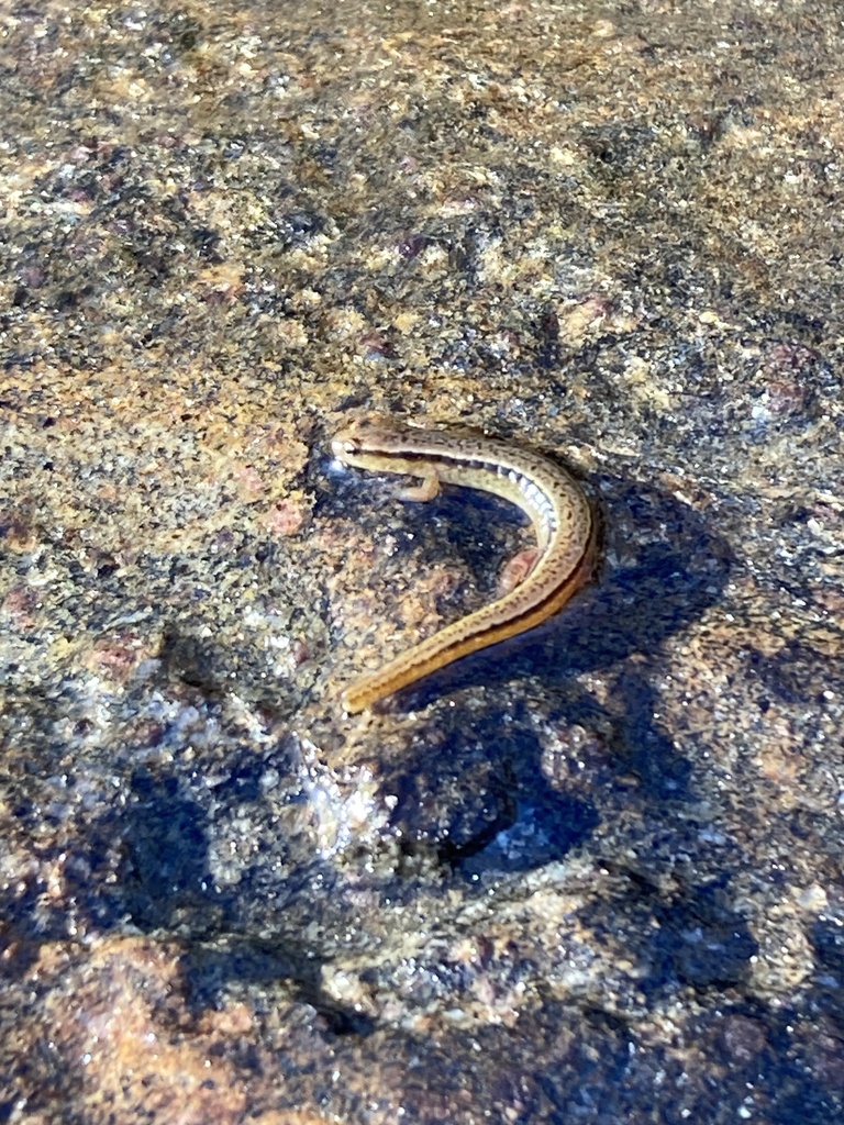 Blue Ridge Two-lined Salamander from Transylvania County, US-NC, US on ...