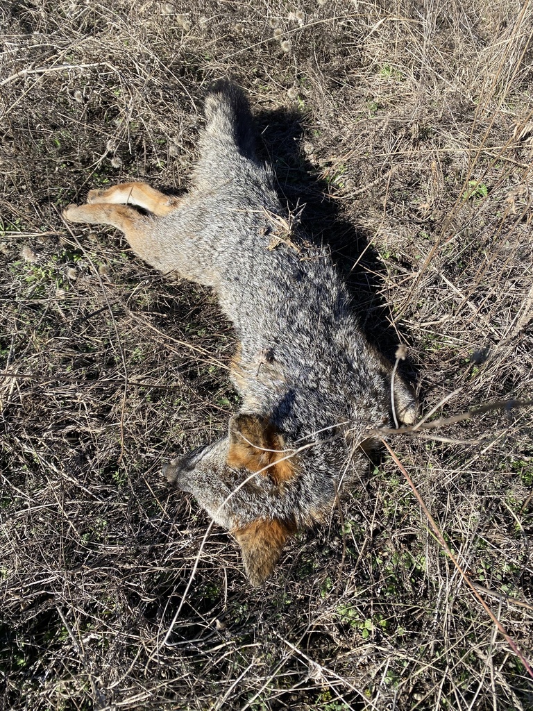 Gray Fox from Hood County, US-TX, US on November 24, 2023 at 02:18 PM ...