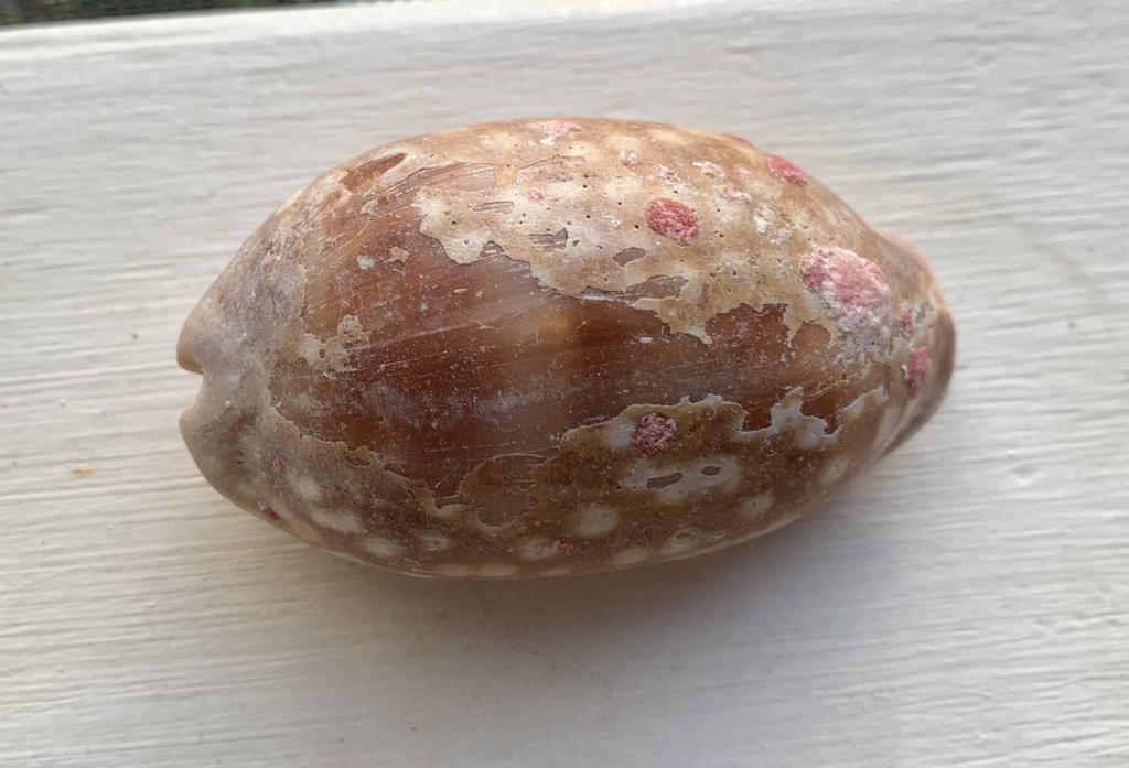 Spotted Cowry from BS on November 22, 2023 at 07:32 AM by Bert Harris ...