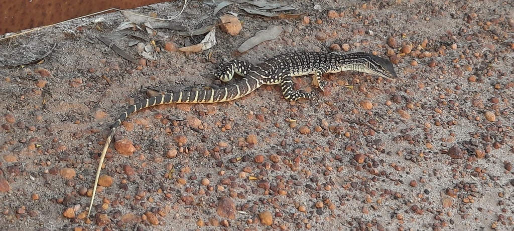 Sand Goanna in November 2023 by vede · iNaturalist