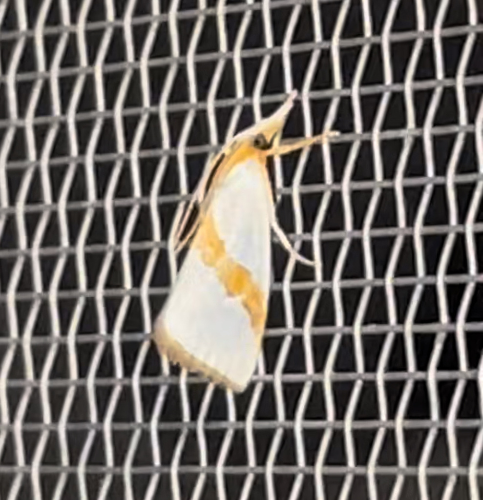 Straight-lined Vaxi Moth from The Adirondack Park, Schroon Lake, NY, US ...