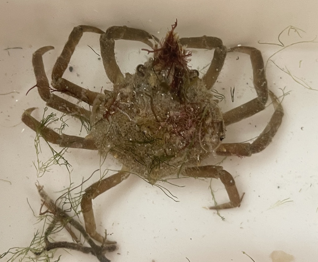 Portly Spider Crab from North Atlantic Ocean, FL, US on November 24 ...