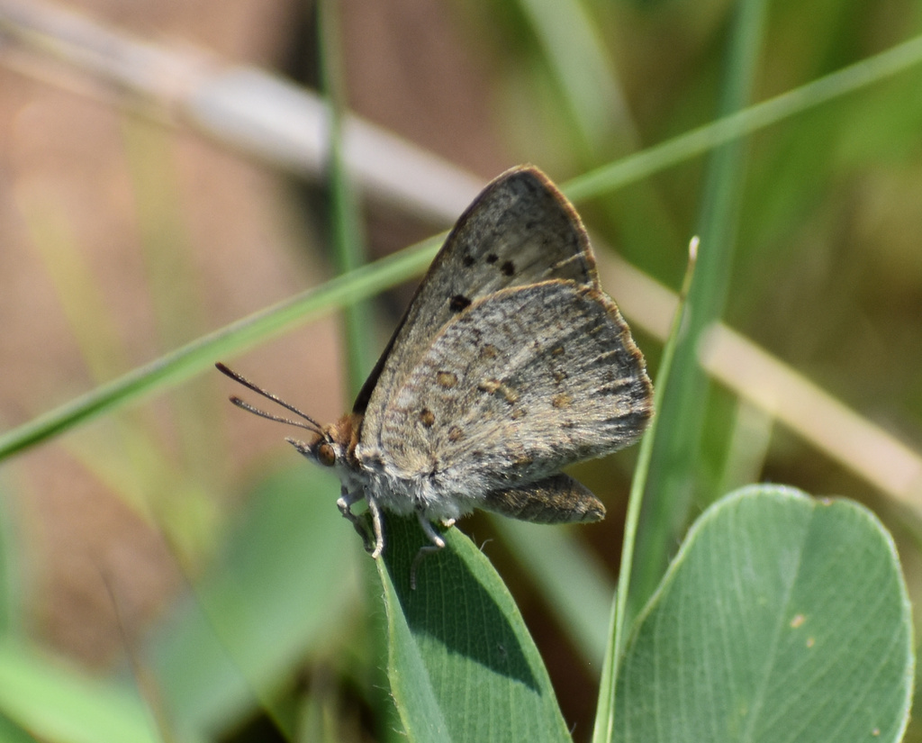 Thestor basuta basuta from Old Main Road, Durban, KZN, ZA on November ...