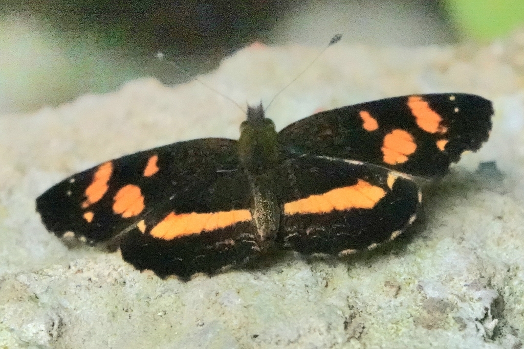 Telenassa berenice from Rivas, San José, Pérez Zeledón, Costa Rica on ...