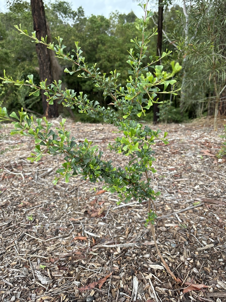 dicots from Mount Samson Rd, Samford Valley, QLD, AU on November 25 ...