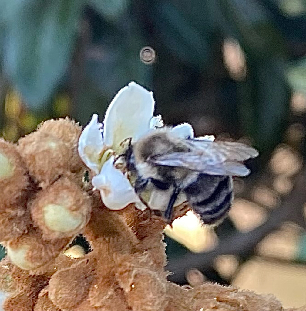 Common Eastern Bumble Bee from Pensacola on November 24, 2023 at 02:19 ...