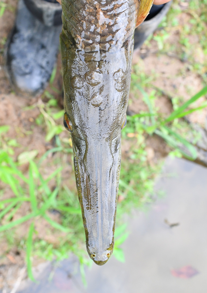 Shortnose Gar from Jackson County, IL, USA on July 8, 2023 at 03:50 PM ...