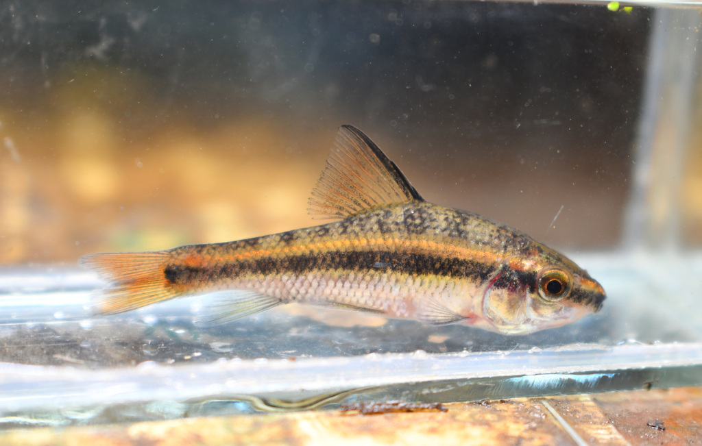 Western Creek Chubsucker (Erimyzon claviformis) - Marine Life ...
