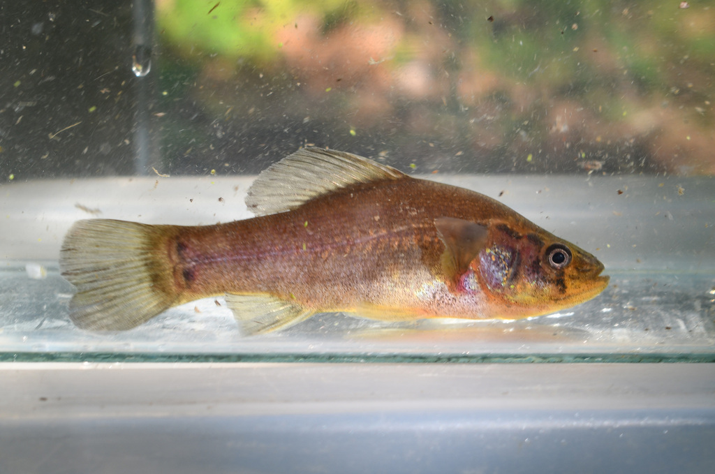 Pirate Perch in July 2023 by Koaw Nature. In shallow pond over muddy ...