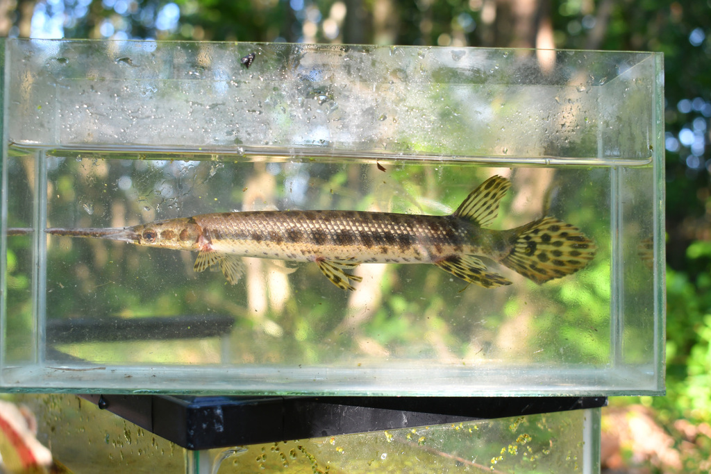 Spotted Gar in July 2023 by Koaw Nature. In shallow pond over muddy ...