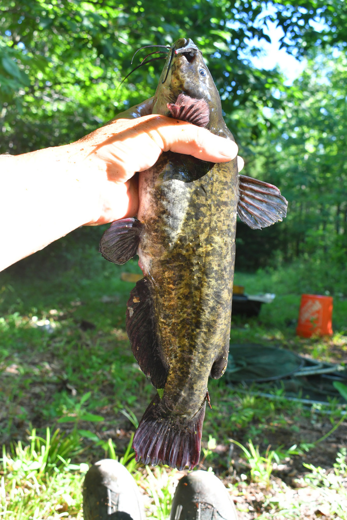 Brown Bullhead in July 2023 by Koaw Nature. Teeth on pectoral spine ...