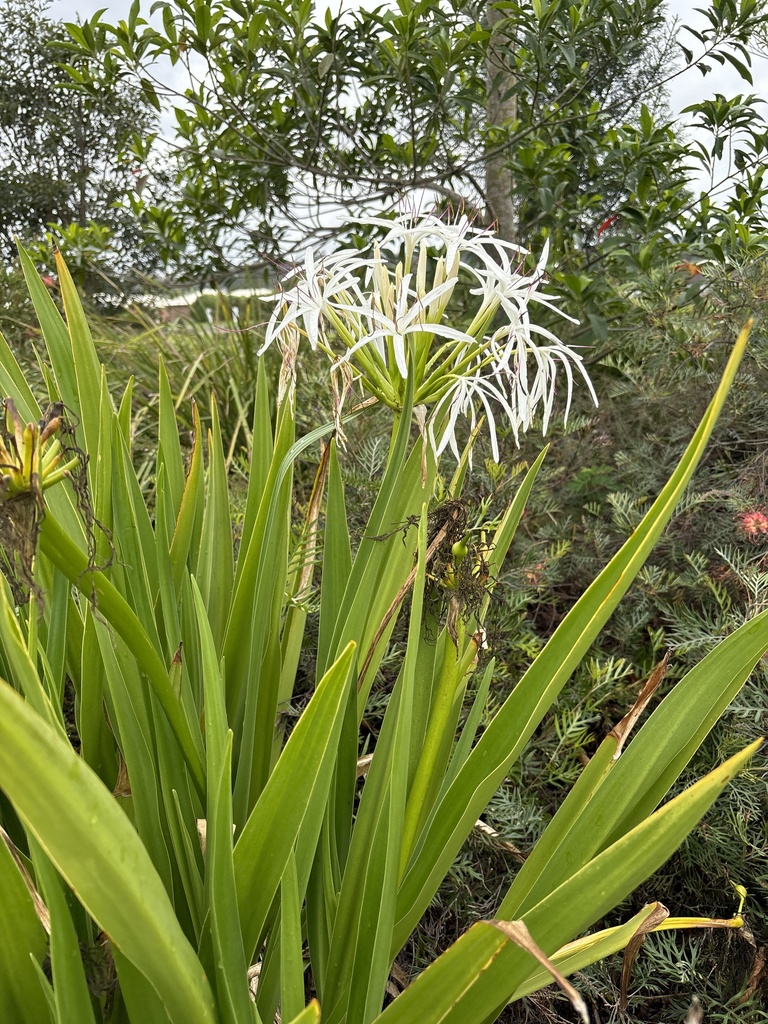 mangrove lily from Mount Samson Rd, Samford Valley, QLD, AU on November ...