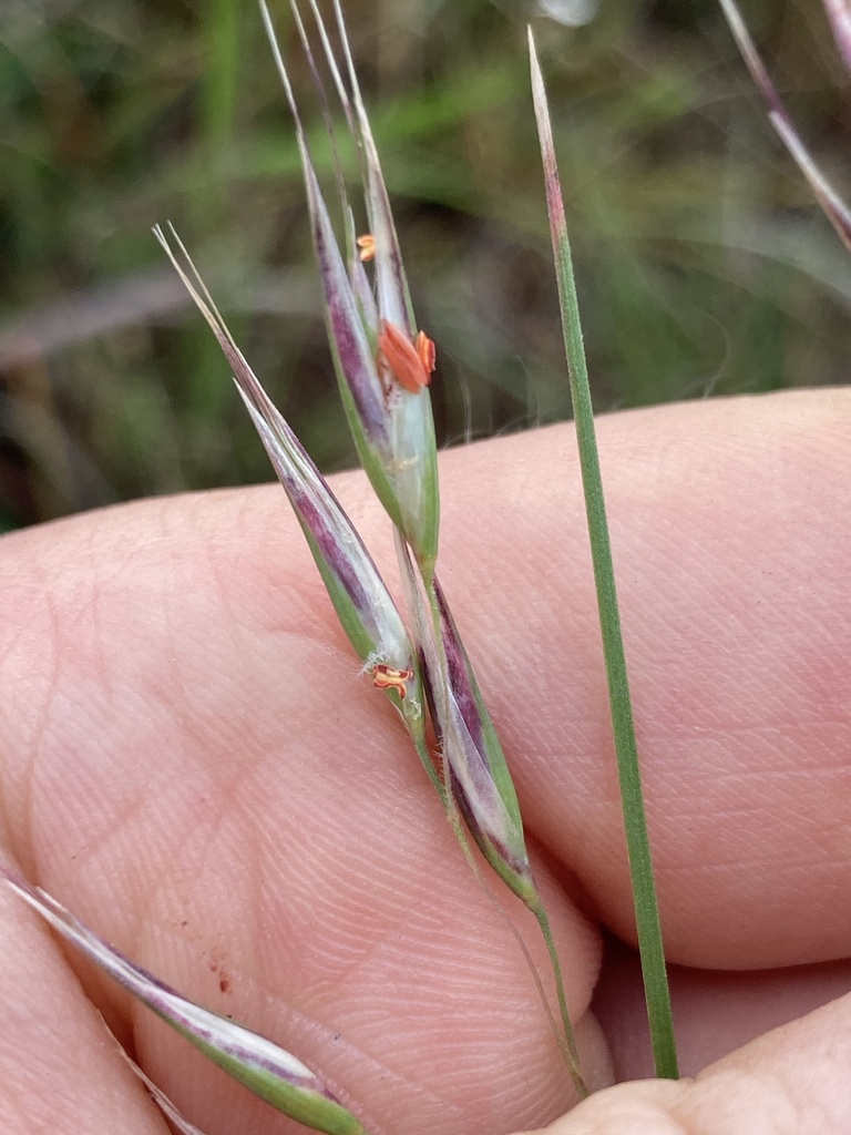 red-anther wallaby grass from Langwarrin Flora & Fauna Reserve ...