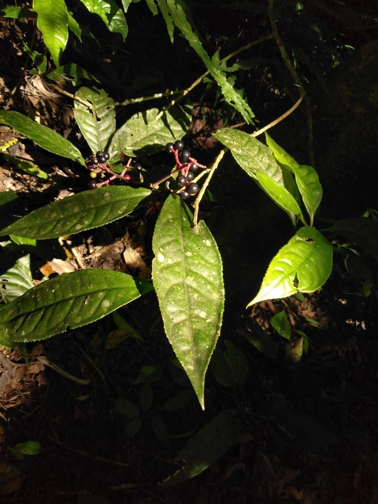 Parathesis from 94954 Ver., México on November 24, 2023 at 04:06 PM by ...