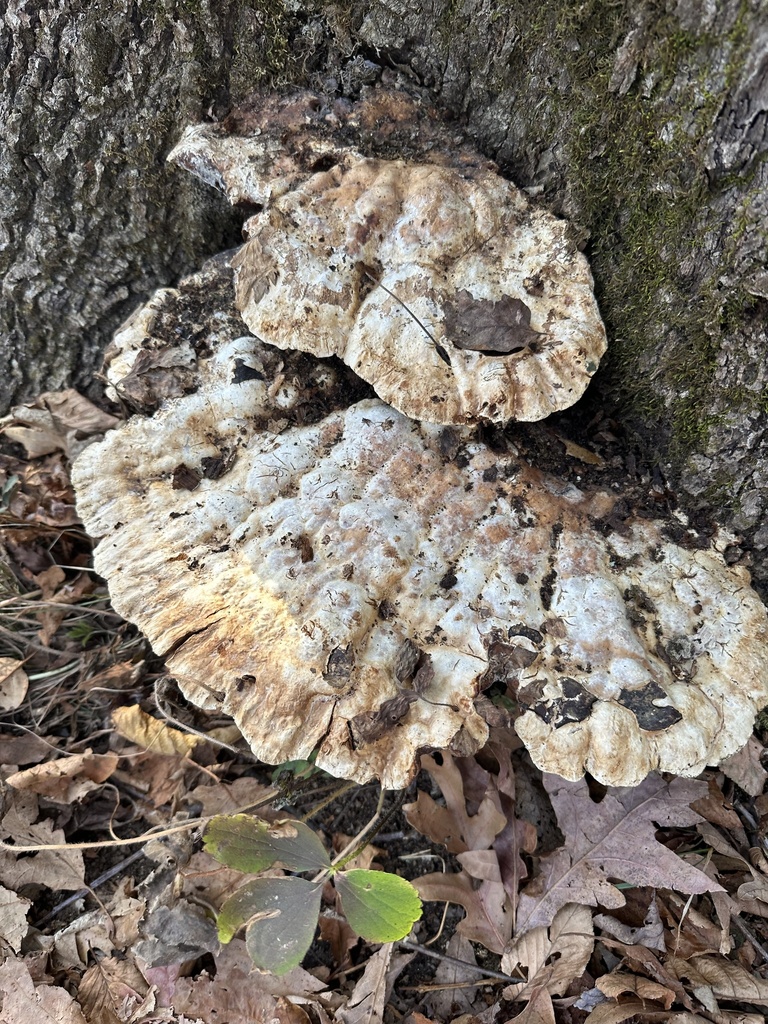 oak bracket from Black Mountain, NC, US on November 24, 2023 at 03:36 ...