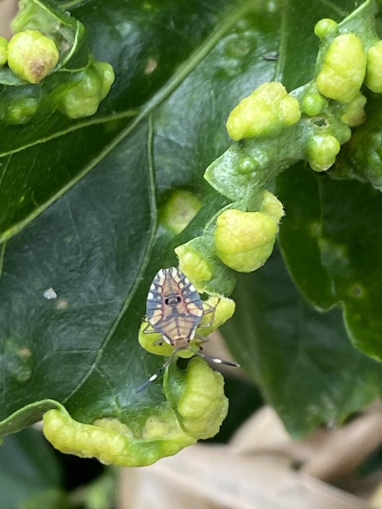 Lychee Stink Bug from Susan St, Yamba, NSW, AU on November 25, 2023 at ...