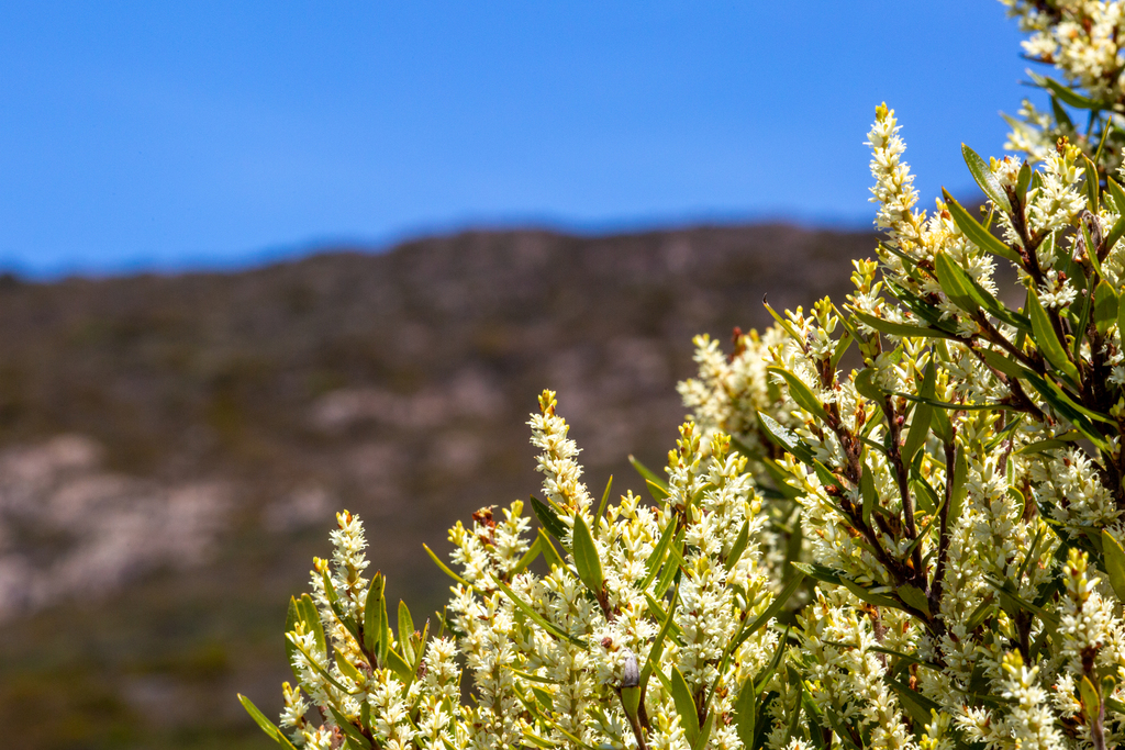 Orites diversifolius from Hartz Mountains, TAS on November 24, 2023 at ...