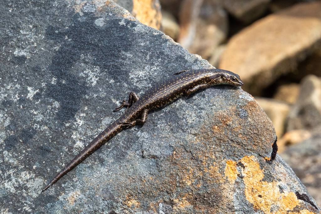Boulder Cool-skink in November 2023 by dhfischer · iNaturalist