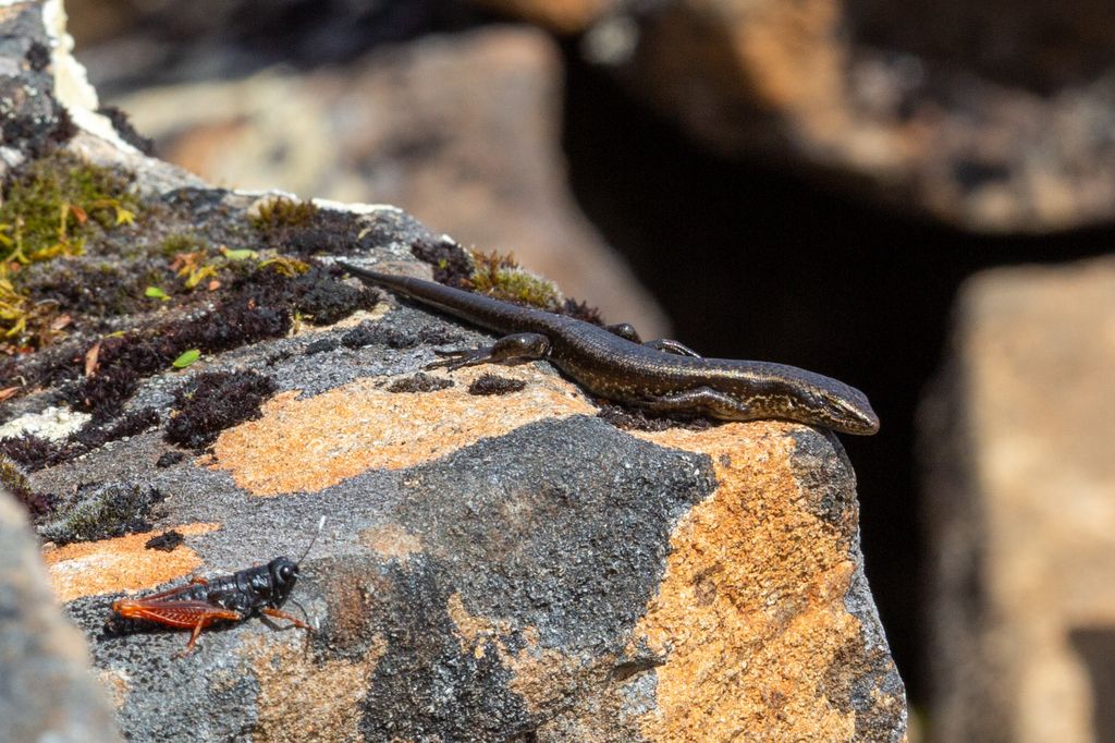 Boulder Cool-skink in November 2023 by dhfischer · iNaturalist
