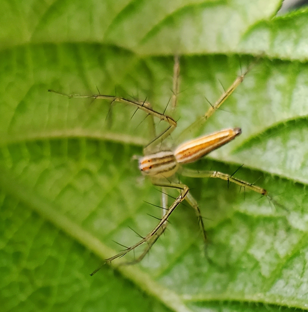 Lean Lynx Spider from Springfield Lakes QLD 4300, Australia on November ...