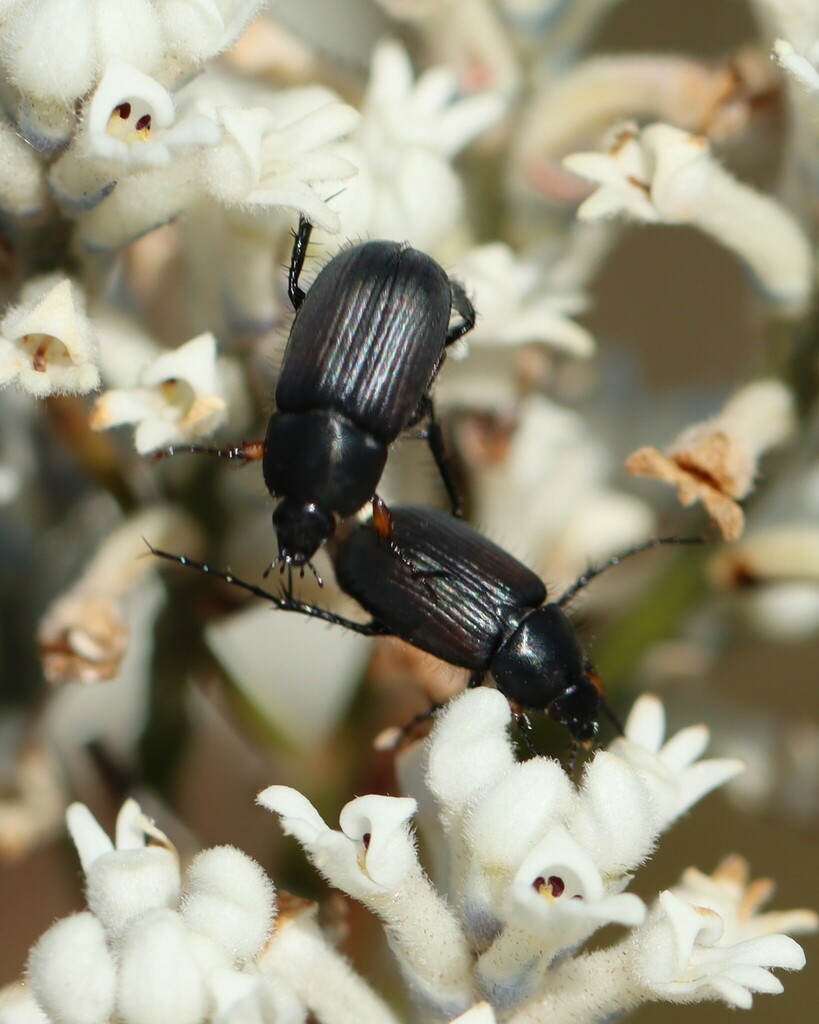 Beetles from Blue Mountains Nat'l Park NSW 2787, Australia on October ...
